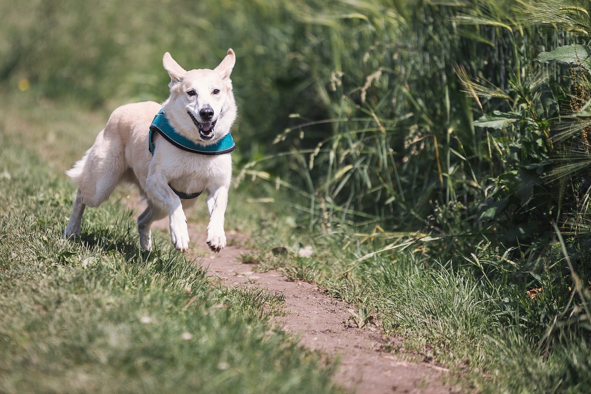 Benefits of a Magnesium and Chondroitin Supplement for Dogs | Liquid ...